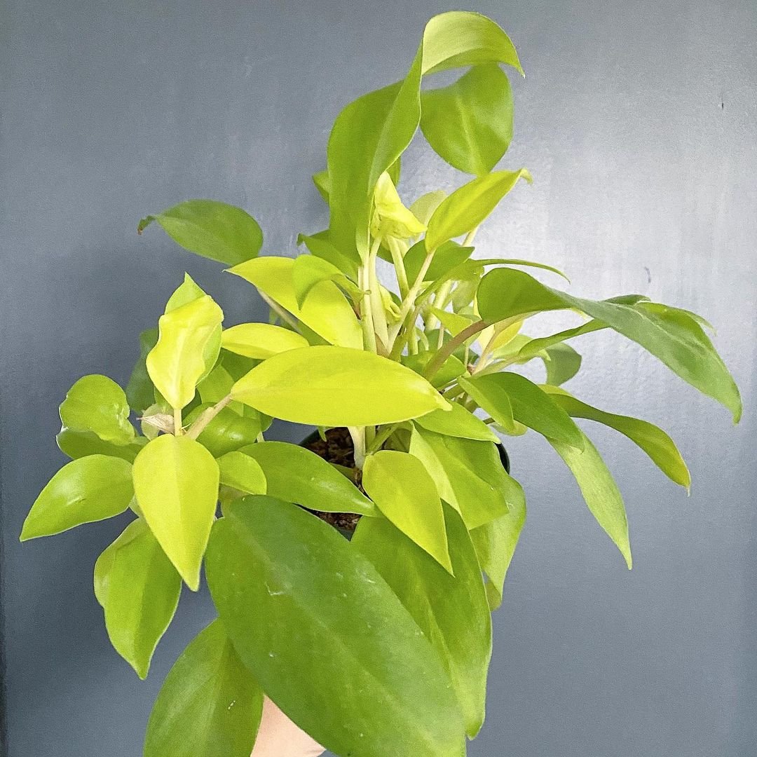 25 Types of Philodendrons to grow indoors | The West News